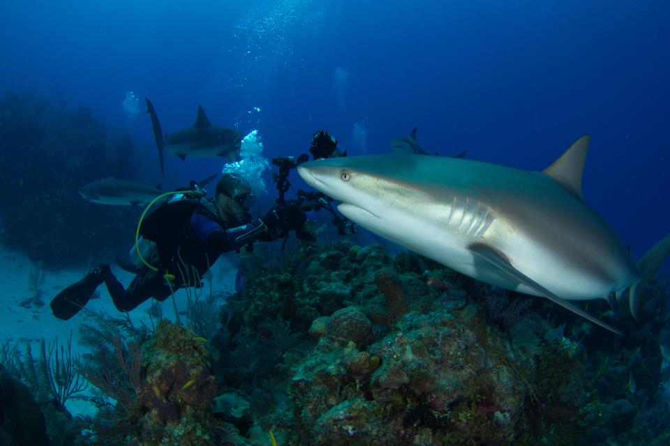 Great Blue Hole Belize: Everything You Need to Know - Traveladvo
