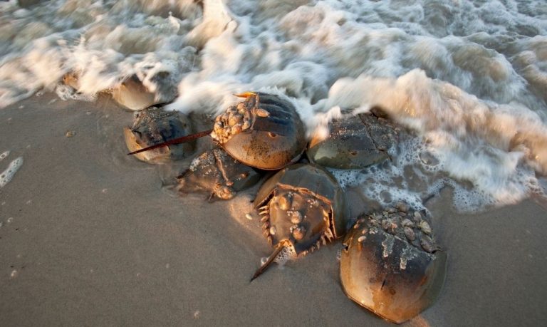 Best and Fun Beaches in Delaware, United States - Traveladvo