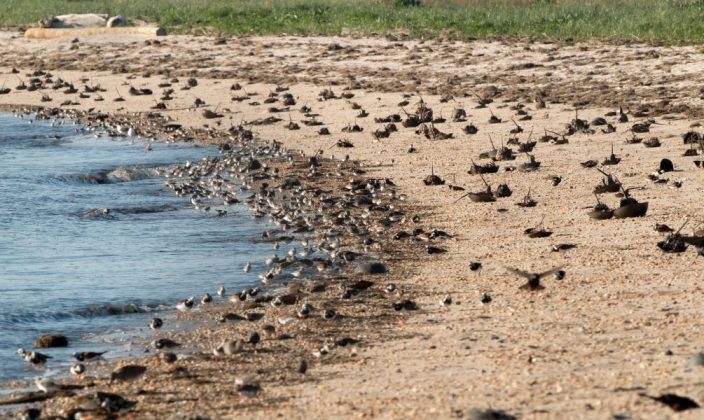 Best and Fun Beaches in Delaware, United States - Traveladvo