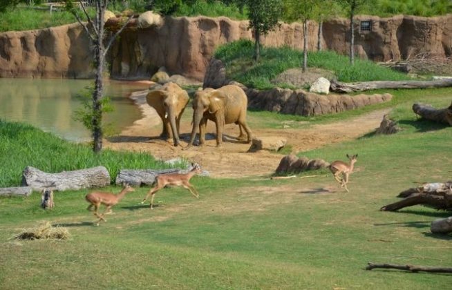 Family-Friendly Things to Do in Dallas Texas - Traveladvo