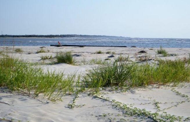 Best and Fun Family Beaches in Georgia, USA - Traveladvo